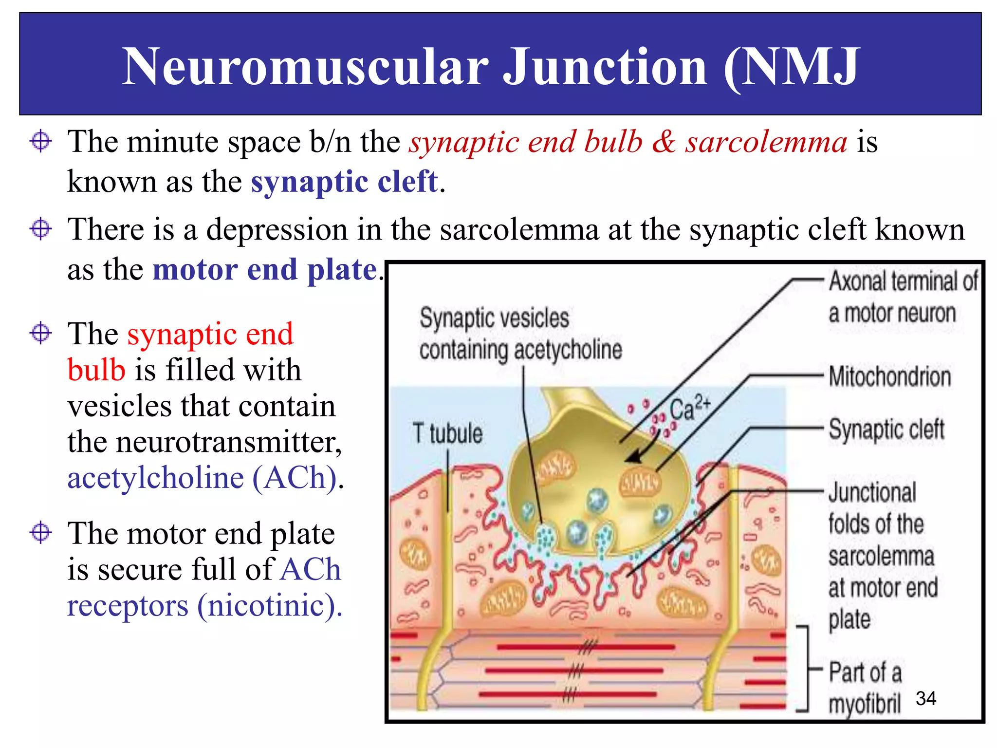 Unit Three - Excitable Tissues (Muscle).ppt