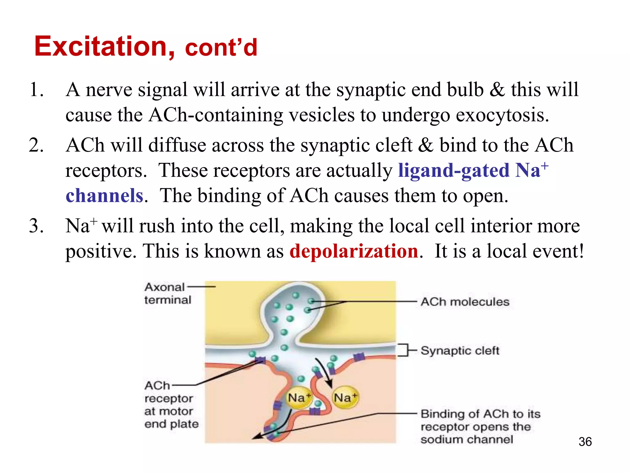 Unit Three - Excitable Tissues (Muscle).ppt