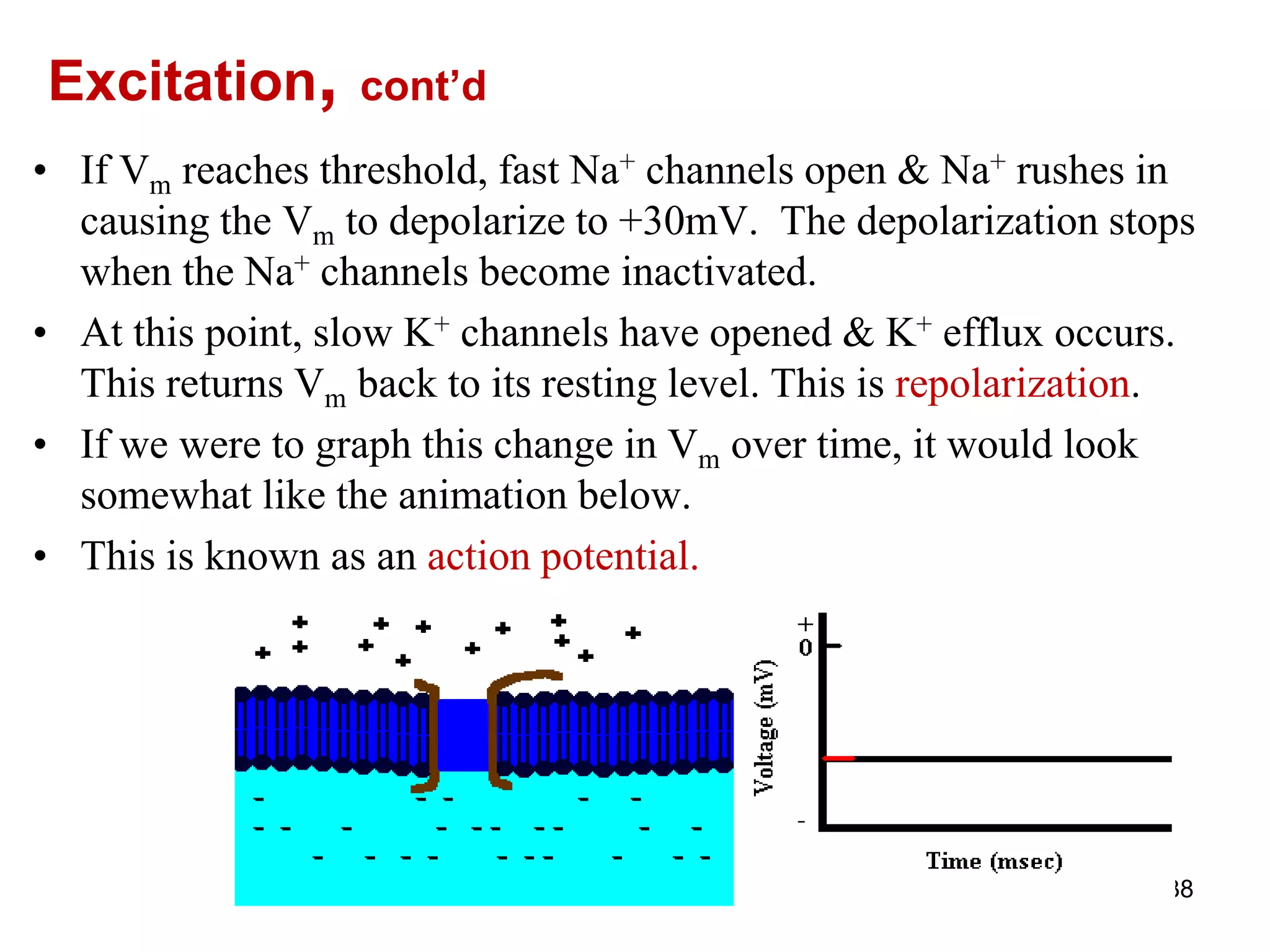 Unit Three - Excitable Tissues (Muscle).ppt