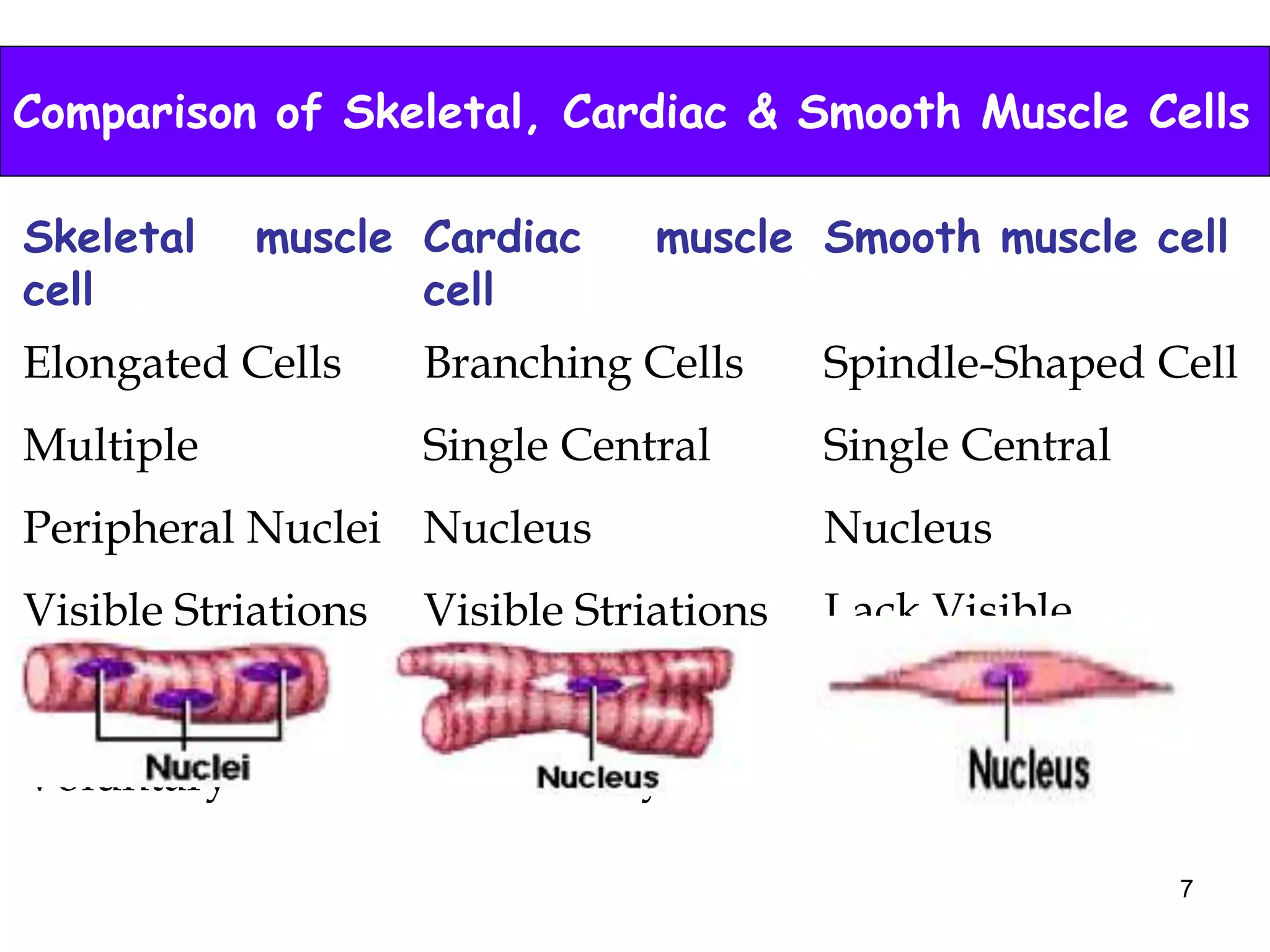 Unit Three - Excitable Tissues (Muscle).ppt