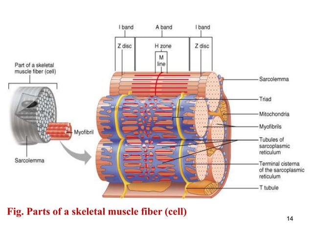 Unit Three - Excitable Tissues (Muscle).ppt