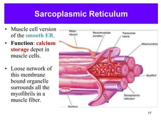 Unit Three - Excitable Tissues (Muscle).ppt