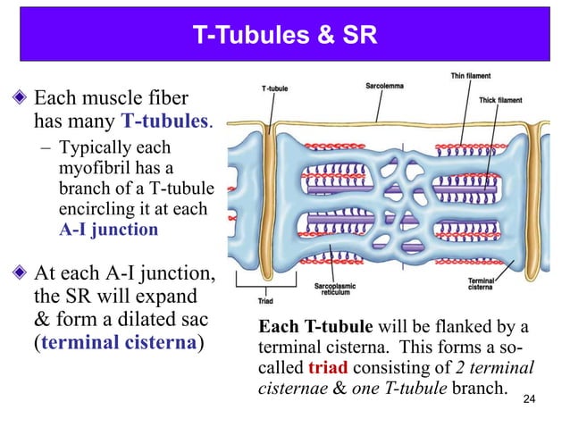 Unit Three - Excitable Tissues (Muscle).ppt