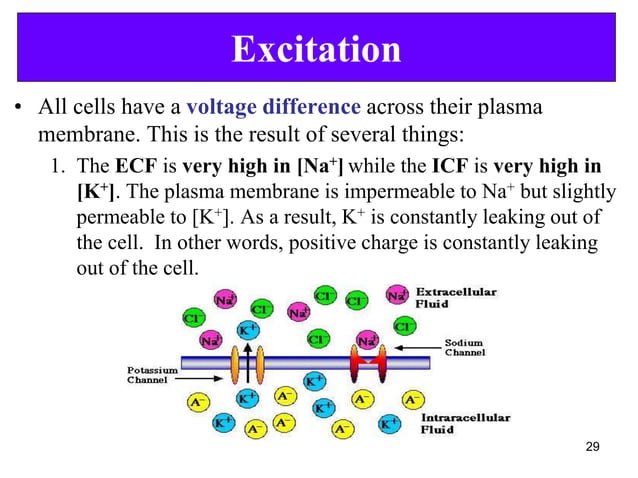 Unit Three - Excitable Tissues (Muscle).ppt