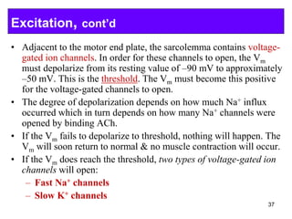 Unit Three - Excitable Tissues (Muscle).ppt