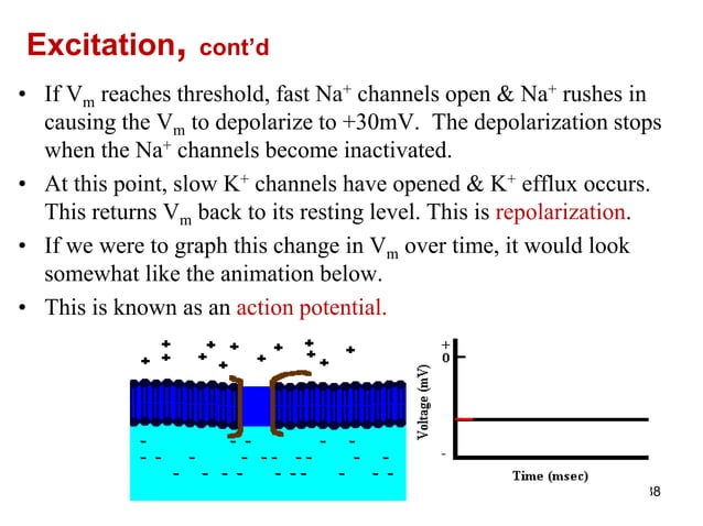 Unit Three - Excitable Tissues (Muscle).ppt