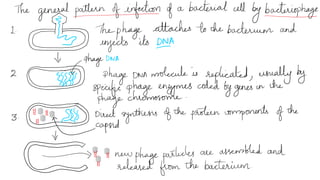 Plasmids and Bacteriophage | Vectors for Cloning | Arman Firoz | Short ...