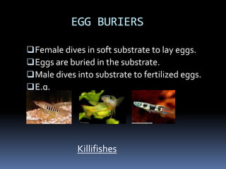 BREEDING SYSYTEM OF ORNAMENTAL FISH KEEPING 00607KD | PDF
