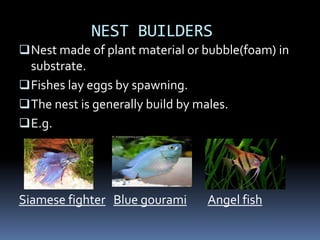 BREEDING SYSYTEM OF ORNAMENTAL FISH KEEPING 00607KD | PDF