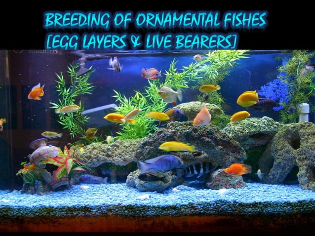 BREEDING SYSYTEM OF ORNAMENTAL FISH KEEPING 00607KD | PDF | Fish and ...