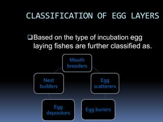 BREEDING SYSYTEM OF ORNAMENTAL FISH KEEPING 00607KD | PDF
