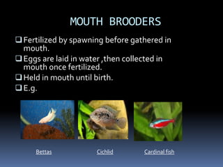 BREEDING SYSYTEM OF ORNAMENTAL FISH KEEPING 00607KD | PDF