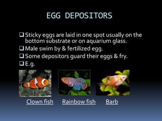 BREEDING SYSYTEM OF ORNAMENTAL FISH KEEPING 00607KD | PDF
