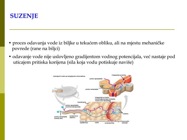 4. Vodeni.ppt