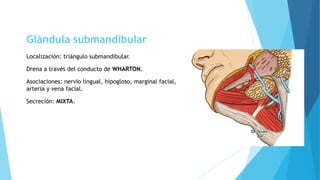 4.5 Glandulassalivales.pptx