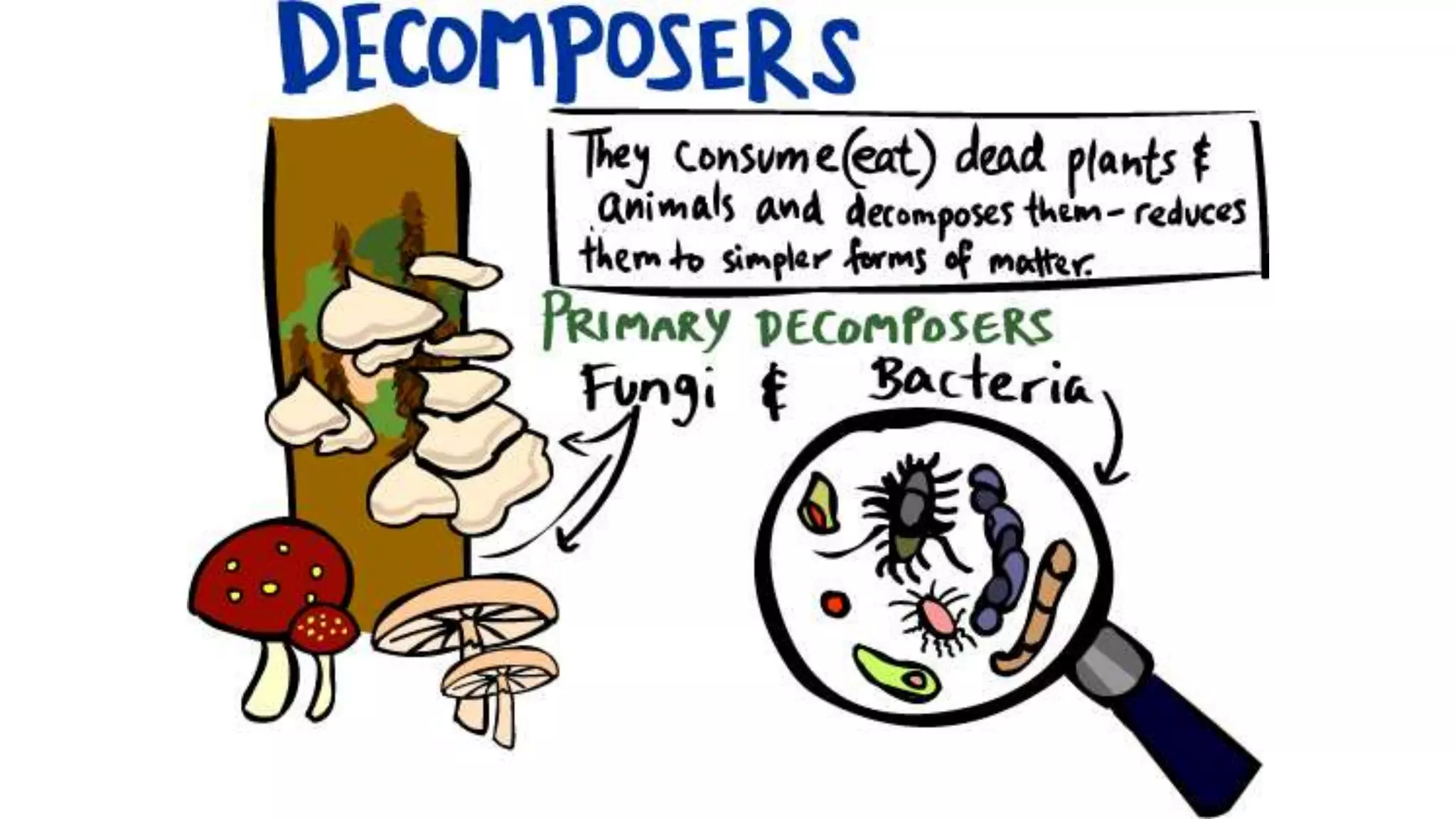4.food_chains_and_food_webs ste 7.pptx