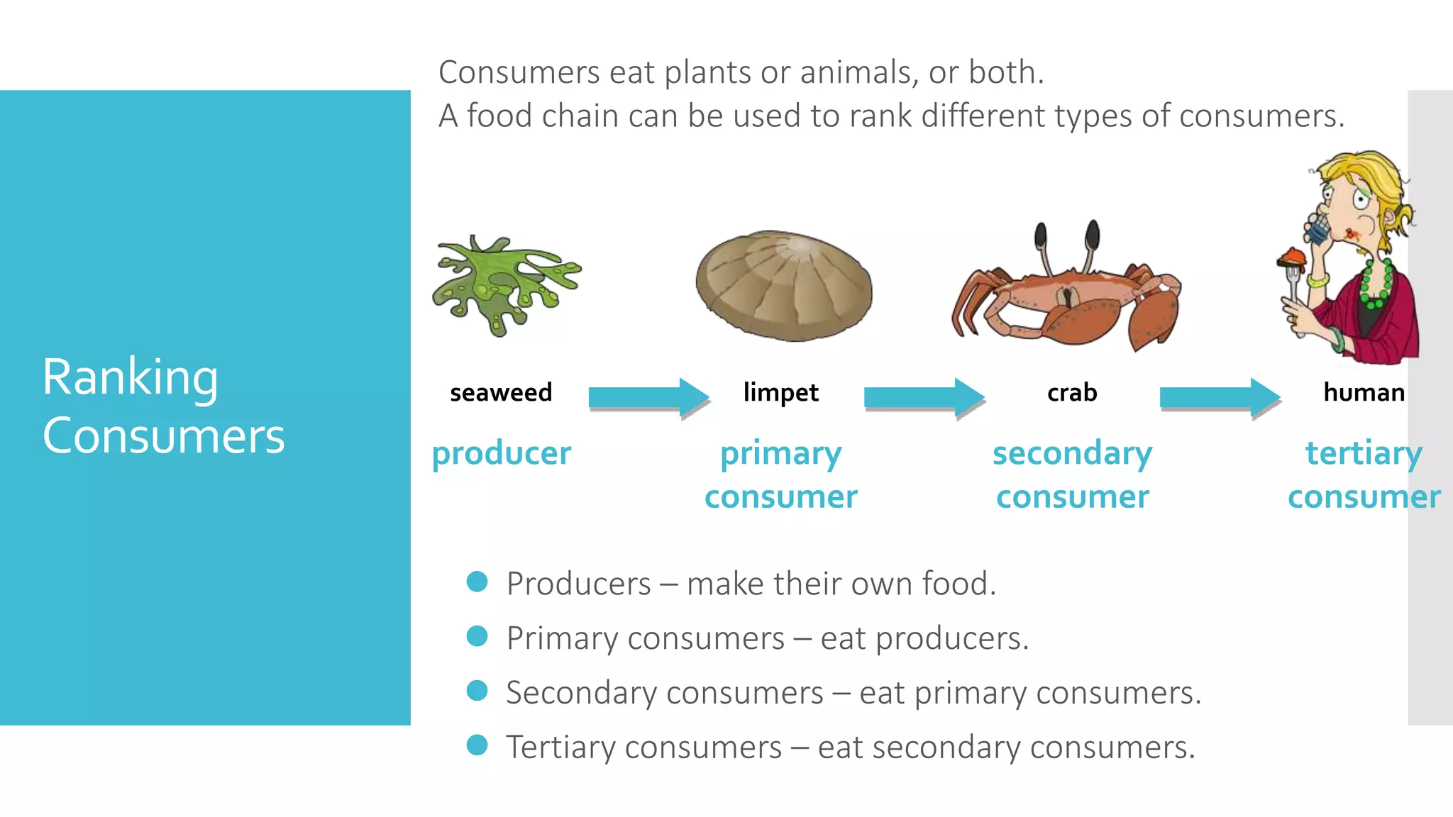 4.food_chains_and_food_webs ste 7.pptx
