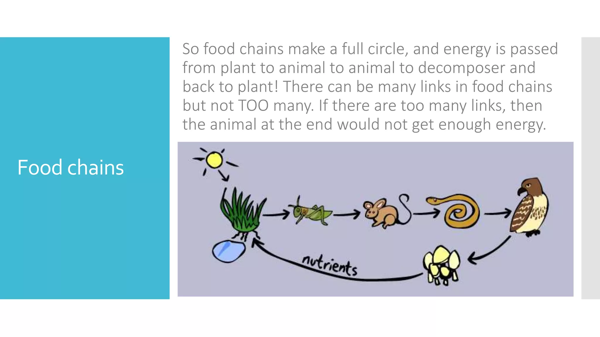 4.food_chains_and_food_webs ste 7.pptx