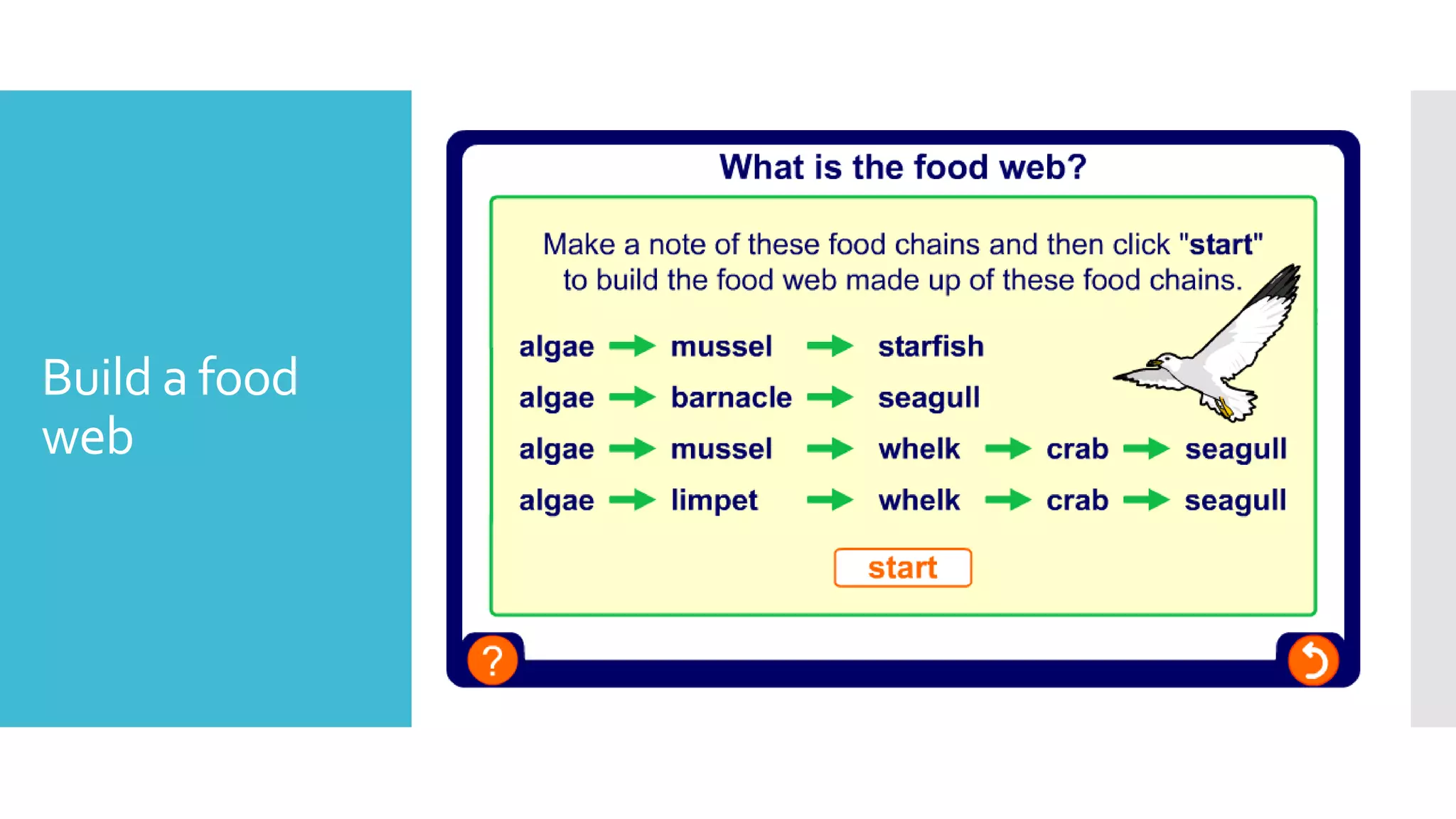 4.food_chains_and_food_webs ste 7.pptx