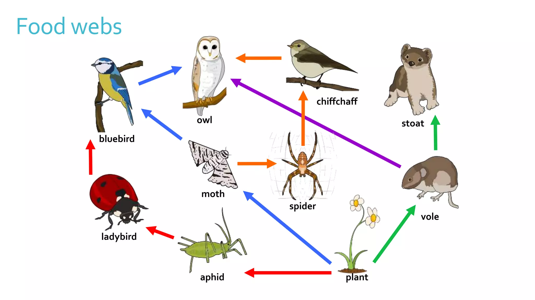 4.food_chains_and_food_webs ste 7.pptx