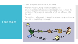 4.food_chains_and_food_webs ste 7.pptx