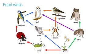 4.food_chains_and_food_webs ste 7.pptx
