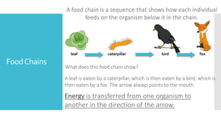 4.food_chains_and_food_webs ste 7.pptx