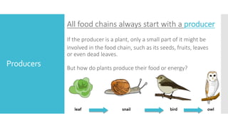 4.food_chains_and_food_webs ste 7.pptx