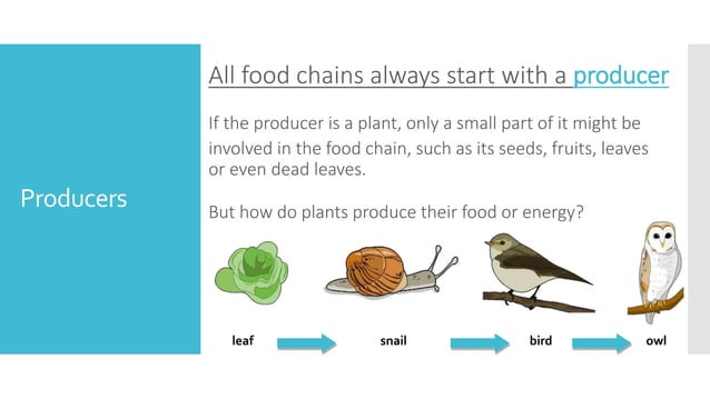 4.food_chains_and_food_webs ste 7.pptx