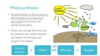 4.food_chains_and_food_webs ste 7.pptx