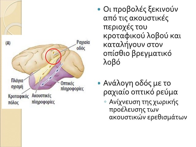 4. Temporal and occipital lobes.pdf
