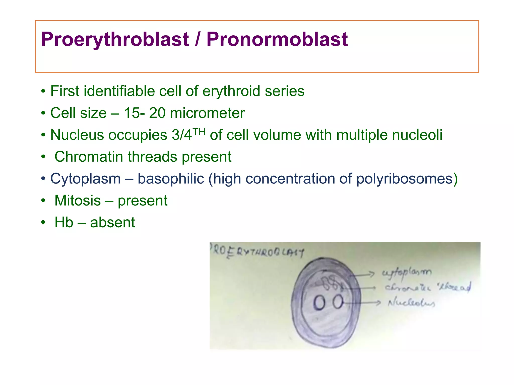 4. Erythropoesis - dental.pptx