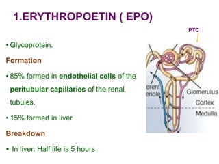 4. Erythropoesis - dental.pptx