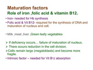 4. Erythropoesis - dental.pptx