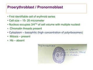 4. Erythropoesis - dental.pptx