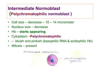 4. Erythropoesis - dental.pptx | Blood Disorders | Diseases and Conditions
