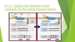4.1 - Neuromuscular Function - Slideshow (1).pptx
