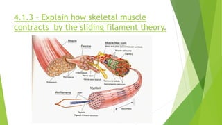 4.1 - Neuromuscular Function - Slideshow (1).pptx