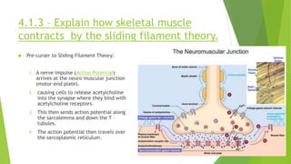 4.1 - Neuromuscular Function - Slideshow (1).pptx