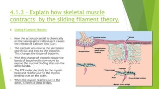 4.1 - Neuromuscular Function - Slideshow (1).pptx