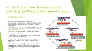 4.1 - Neuromuscular Function - Slideshow (1).pptx