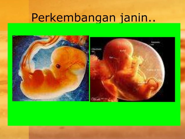 4. pertumbuhan janin--.ppt