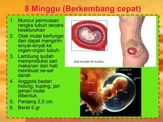 4. pertumbuhan janin--.ppt