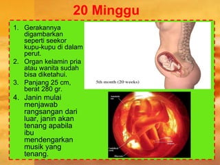 4. pertumbuhan janin--.ppt