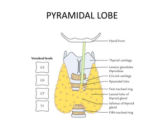 4.ant midline str.pptx