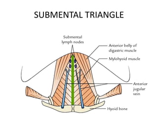 4.ant midline str.pptx
