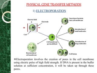 4. Applications of Biotechnology in Agriculture-II.pptx