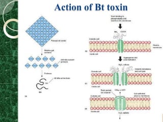 4. Applications of Biotechnology in Agriculture-II.pptx