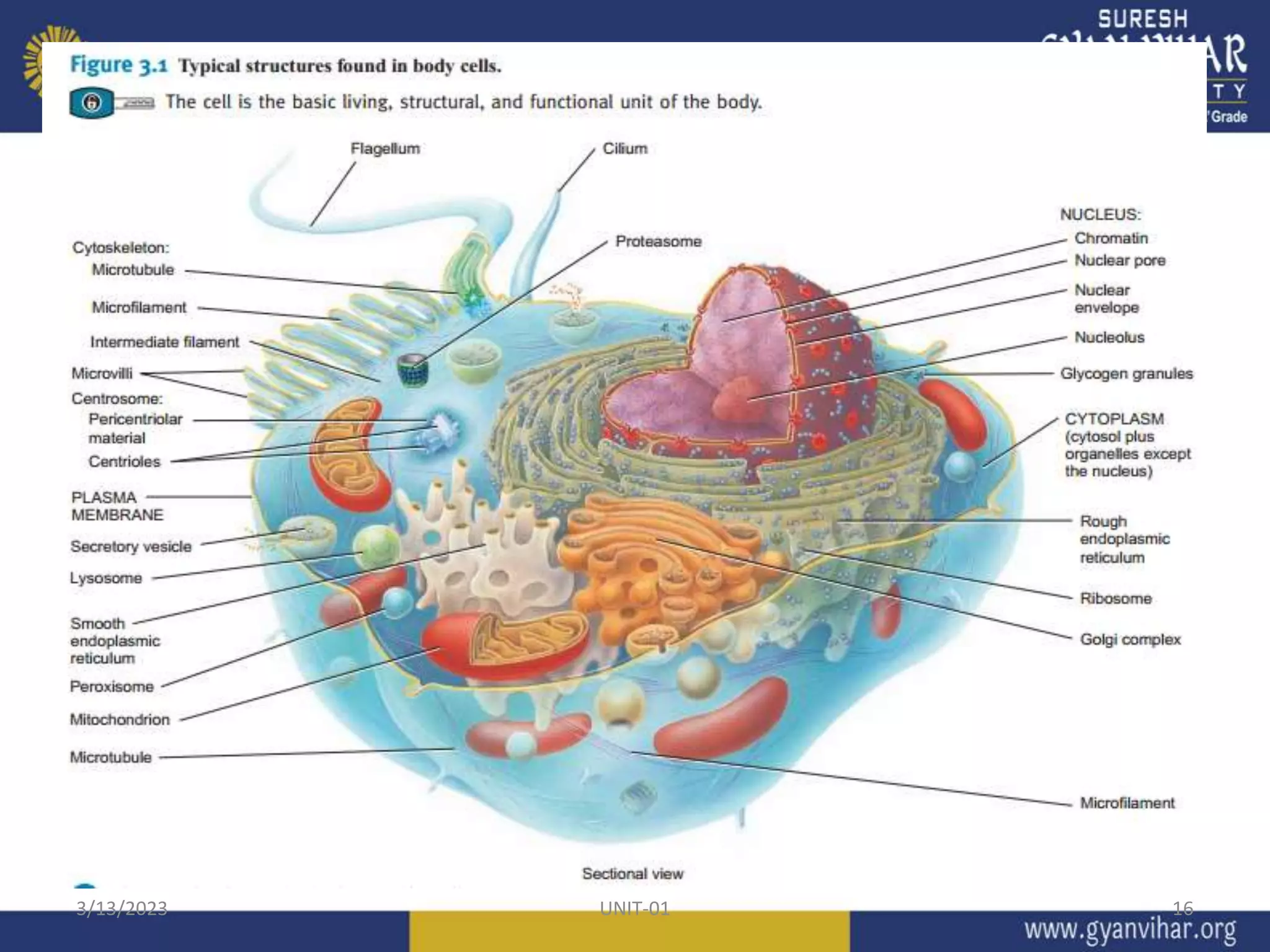 4. Cell Structure.pptx | Biological Sciences | Science