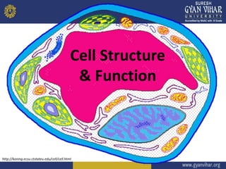 4. Cell Structure.pptx | Biological Sciences | Science
